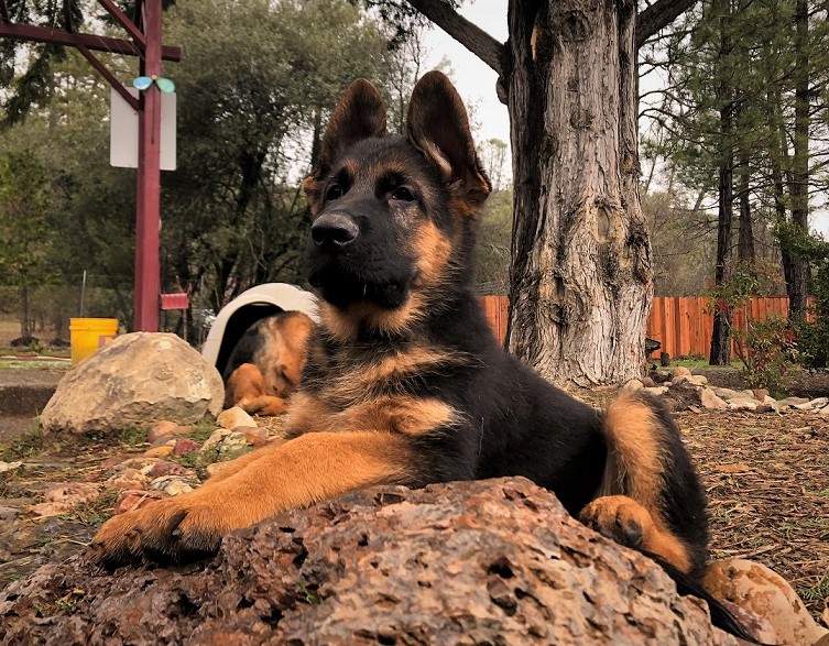 German Shepherd Puppies for Sale in California. Breeder in California, CA