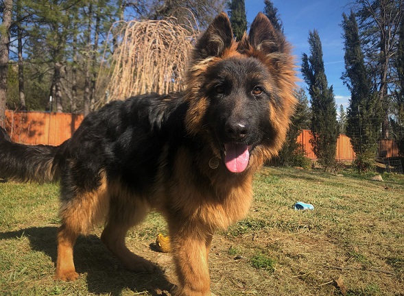 German Shepherd Puppies for Sale / German Shepherd Breeder in Northern ...